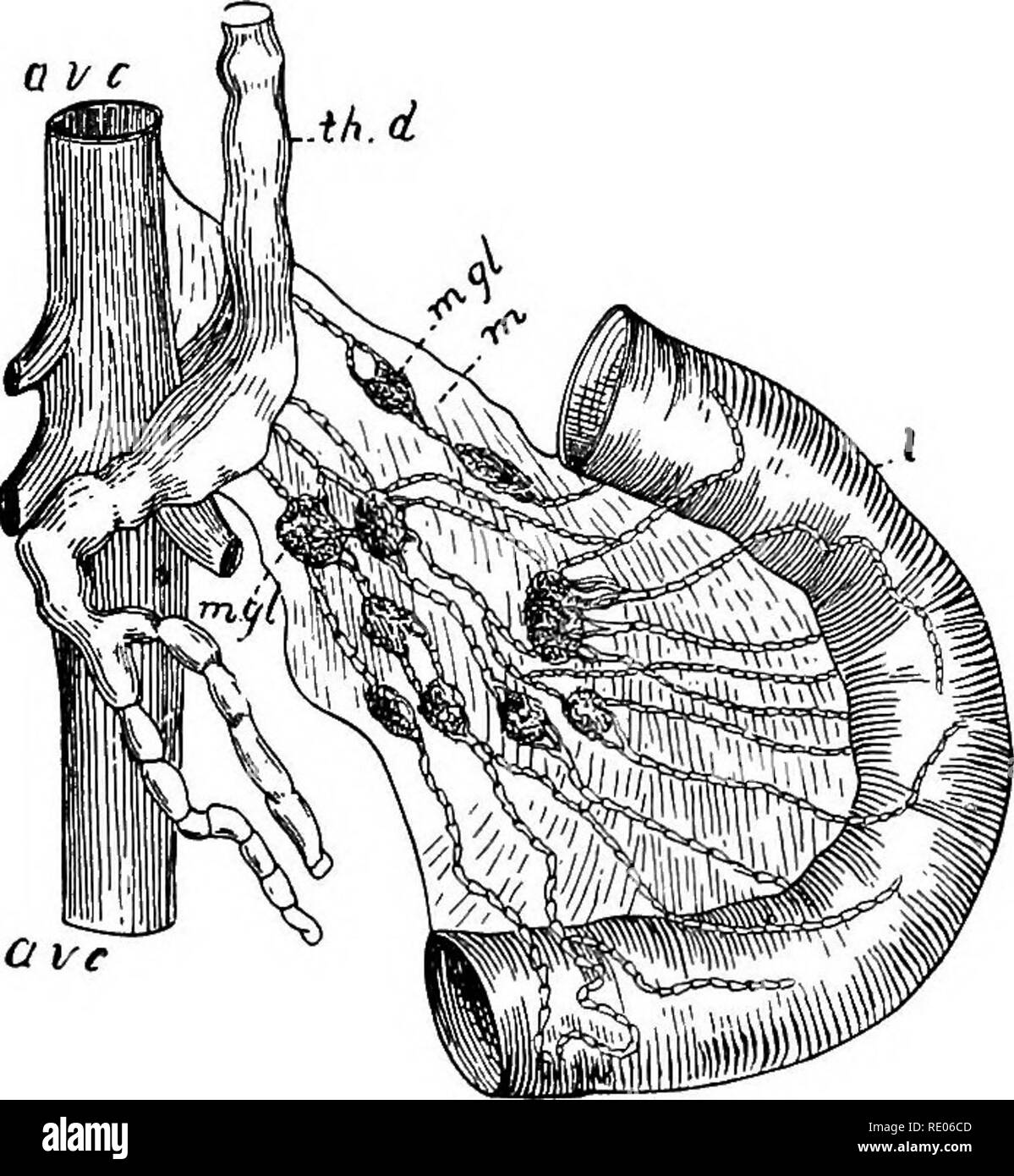 Lacteal Duct & Caecum