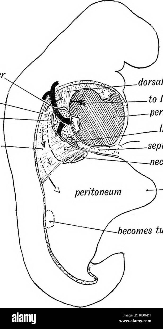 . Human embryology and morphology. Embryology, Human; Morphology ...