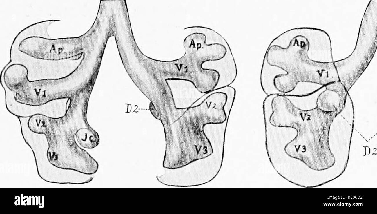 . A laboratory manual and text-book of embryology. Embryology. LARYNX ...