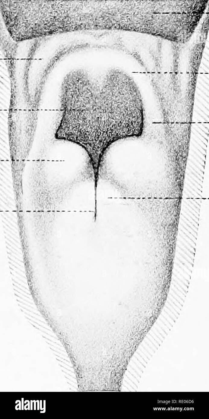 . A laboratory manual and text-book of embryology. Embryology. Fig. 166 ...