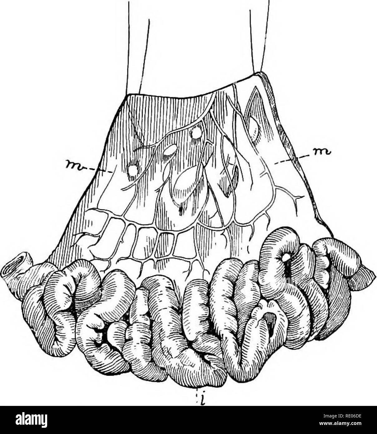 Mesentery hi-res stock photography and images - Alamy