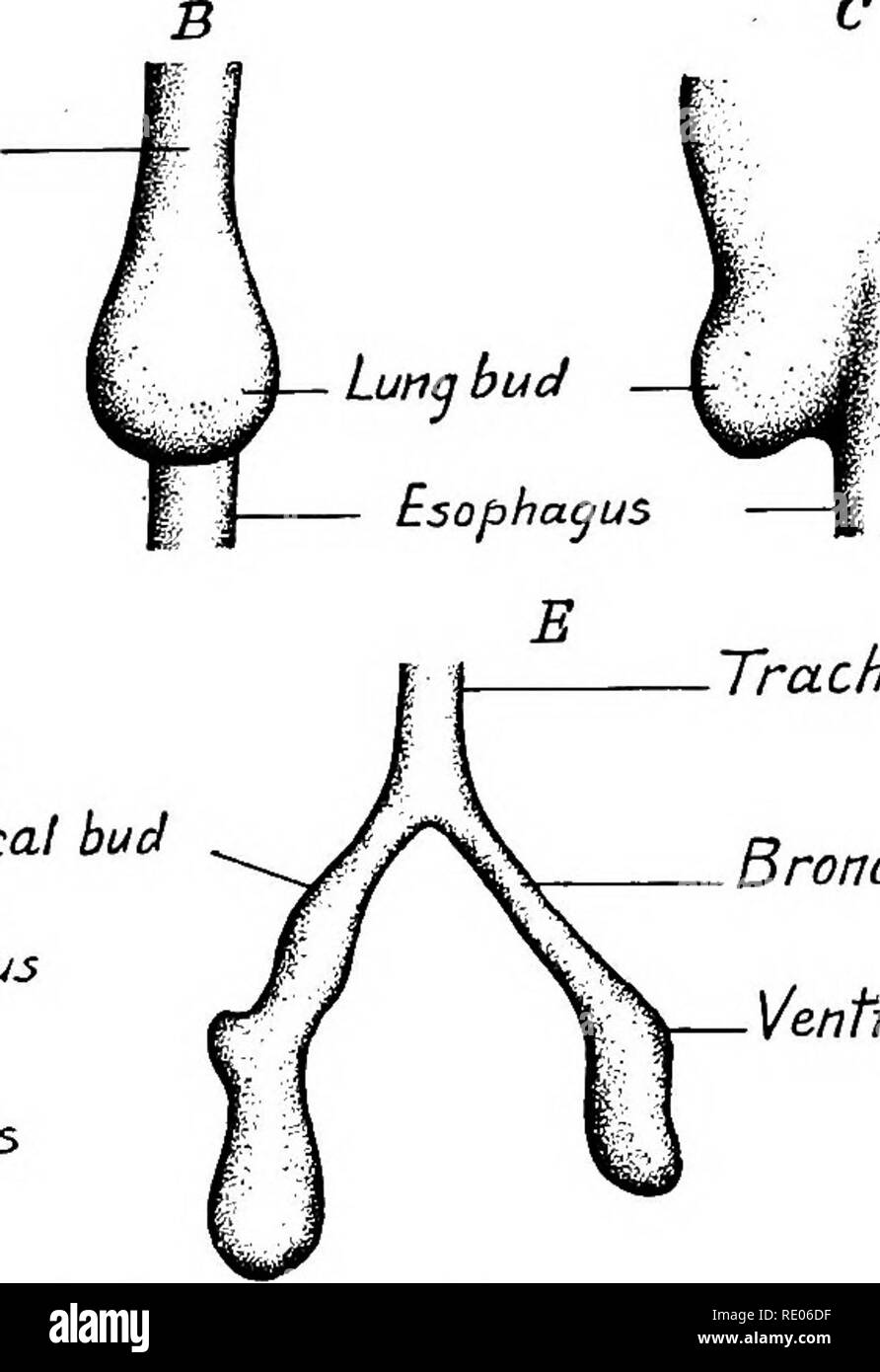. A laboratory manual and text-book of embryology. Embryology. Trachea ...
