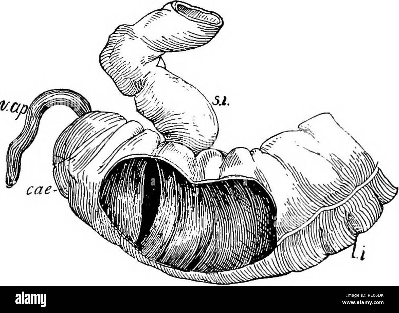 Anatomy of the large intestines Black and White Stock Photos & Images ...