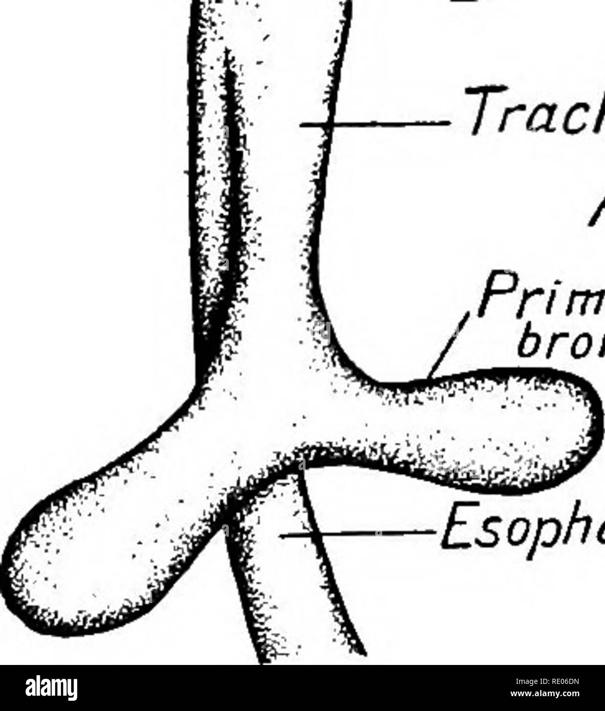 . A laboratory manual and text-book of embryology. Embryology. LARYNX ...