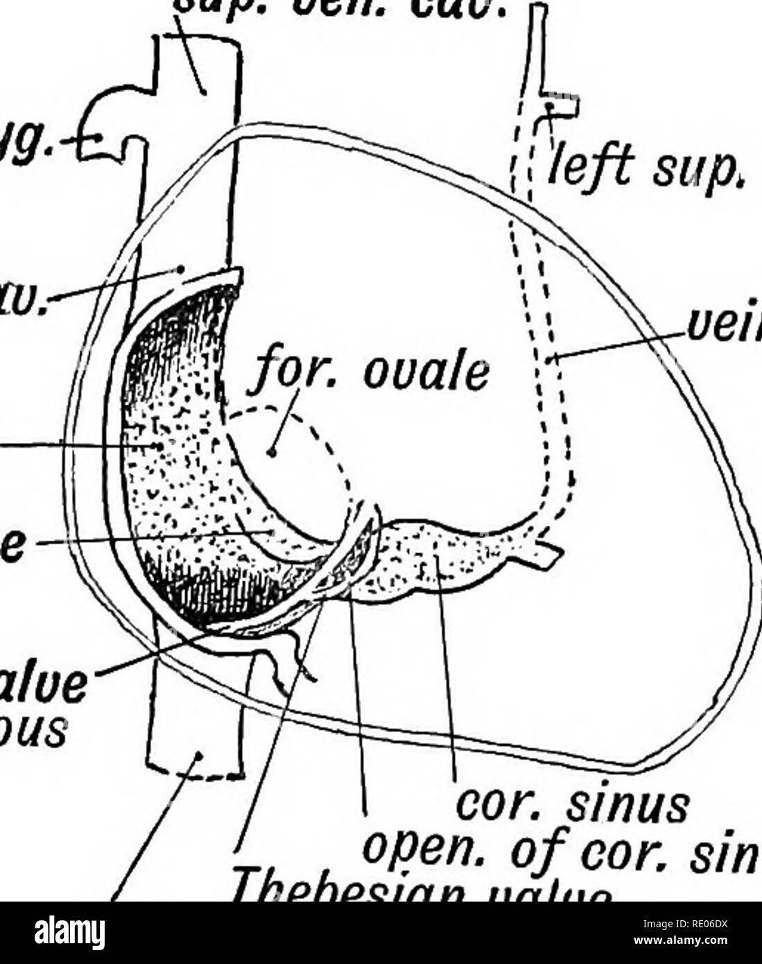Venous structures hi-res stock photography and images - Alamy