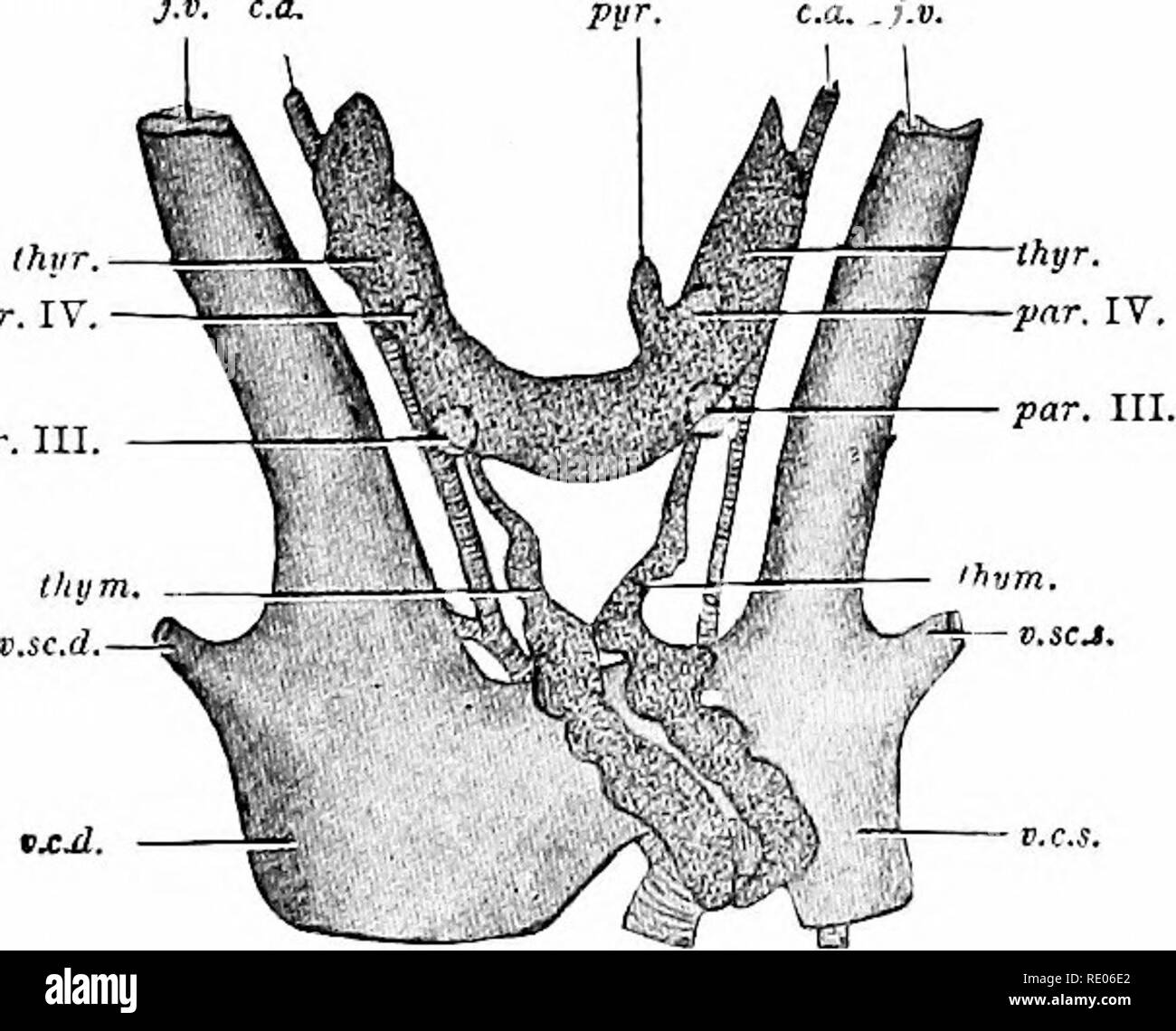 Thymus diagram hi-res stock photography and images - Alamy