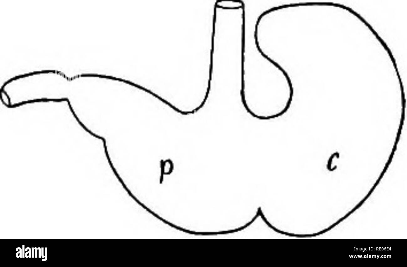 Chewing reflex Black and White Stock Photos & Images - Alamy