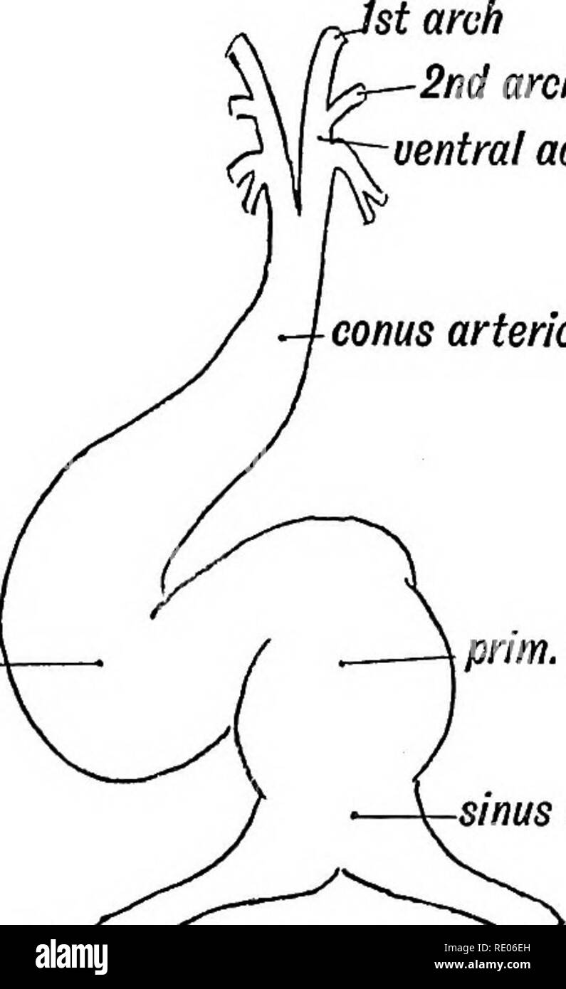 Aortic arches Black and White Stock Photos & Images - Alamy