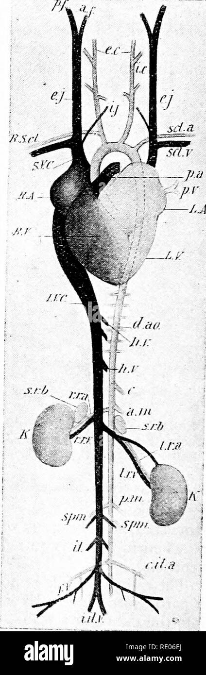 External jugular veins Black and White Stock Photos & Images - Alamy