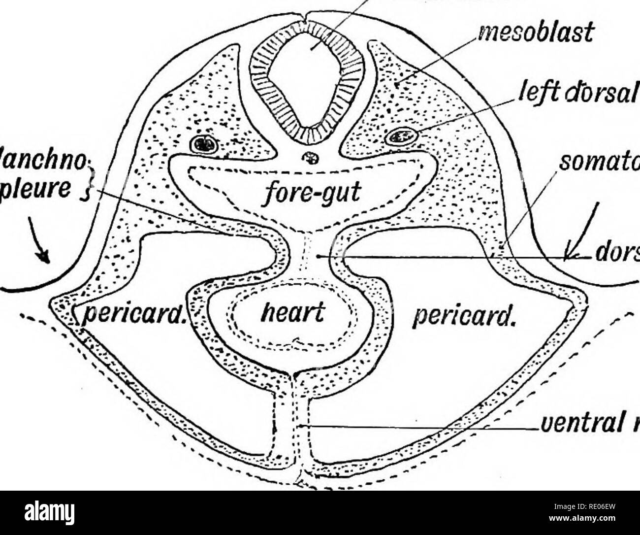. Human embryology and morphology. Embryology, Human; Morphology ...