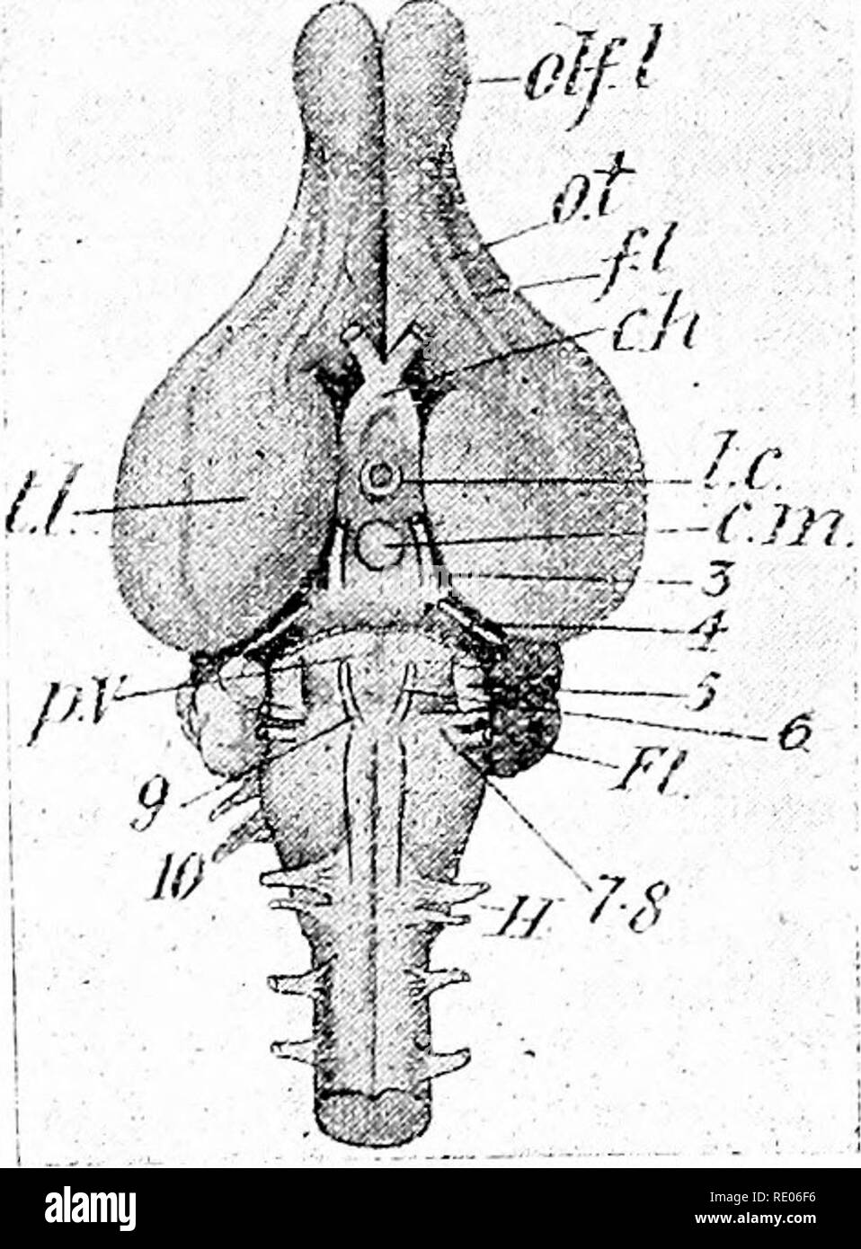 . Outlines of zoology. Zoology. Fig. 236. â Under surface of Rabbit's ...