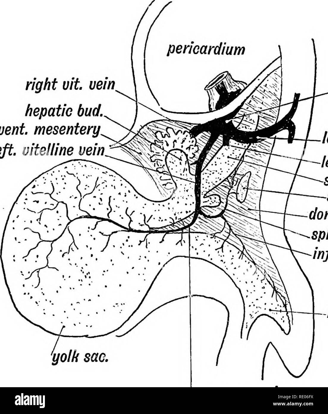 . Human embryology and morphology. Embryology, Human; Morphology ...