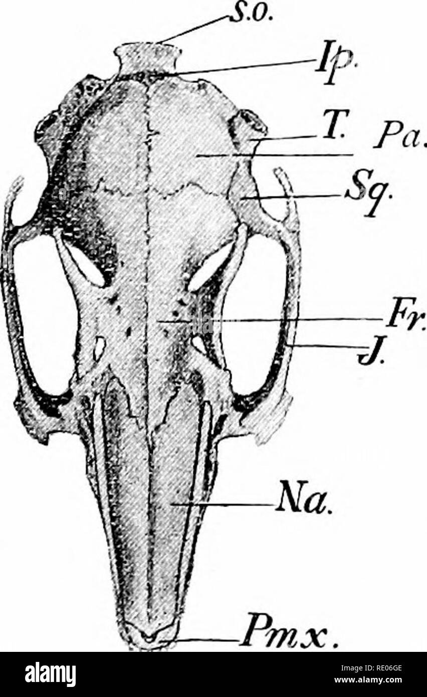 . Outlines of zoology. Zoology. THE SKULL. 663 basi-occipital; the ...