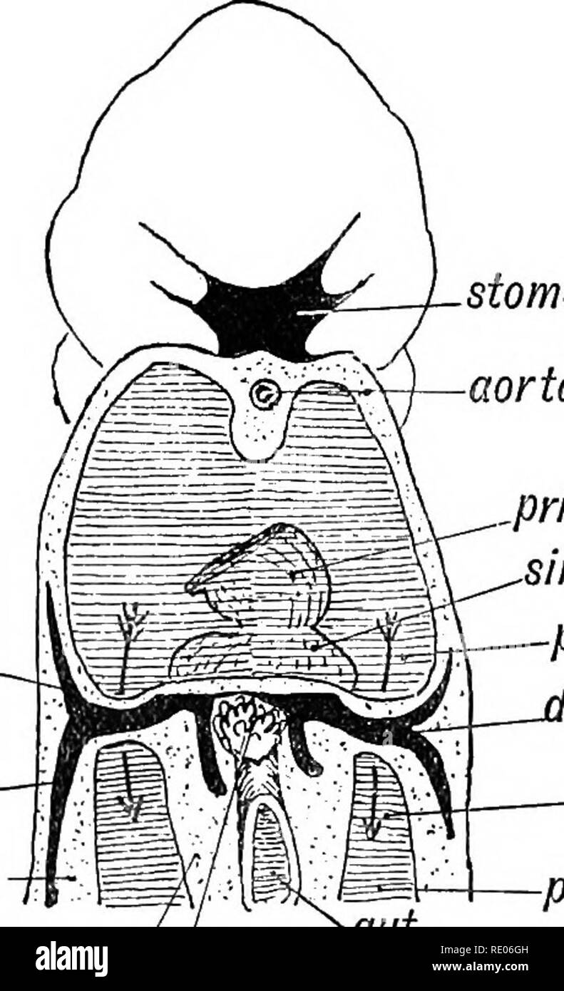 Duct of cuvier hi-res stock photography and images - Alamy