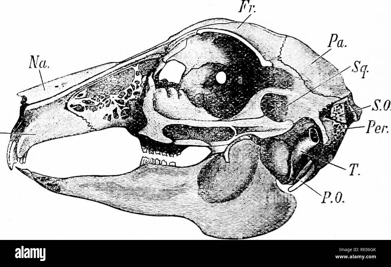 . Outlines of zoology. Zoology. 662 MAMMALIA. In sludying the skull it ...