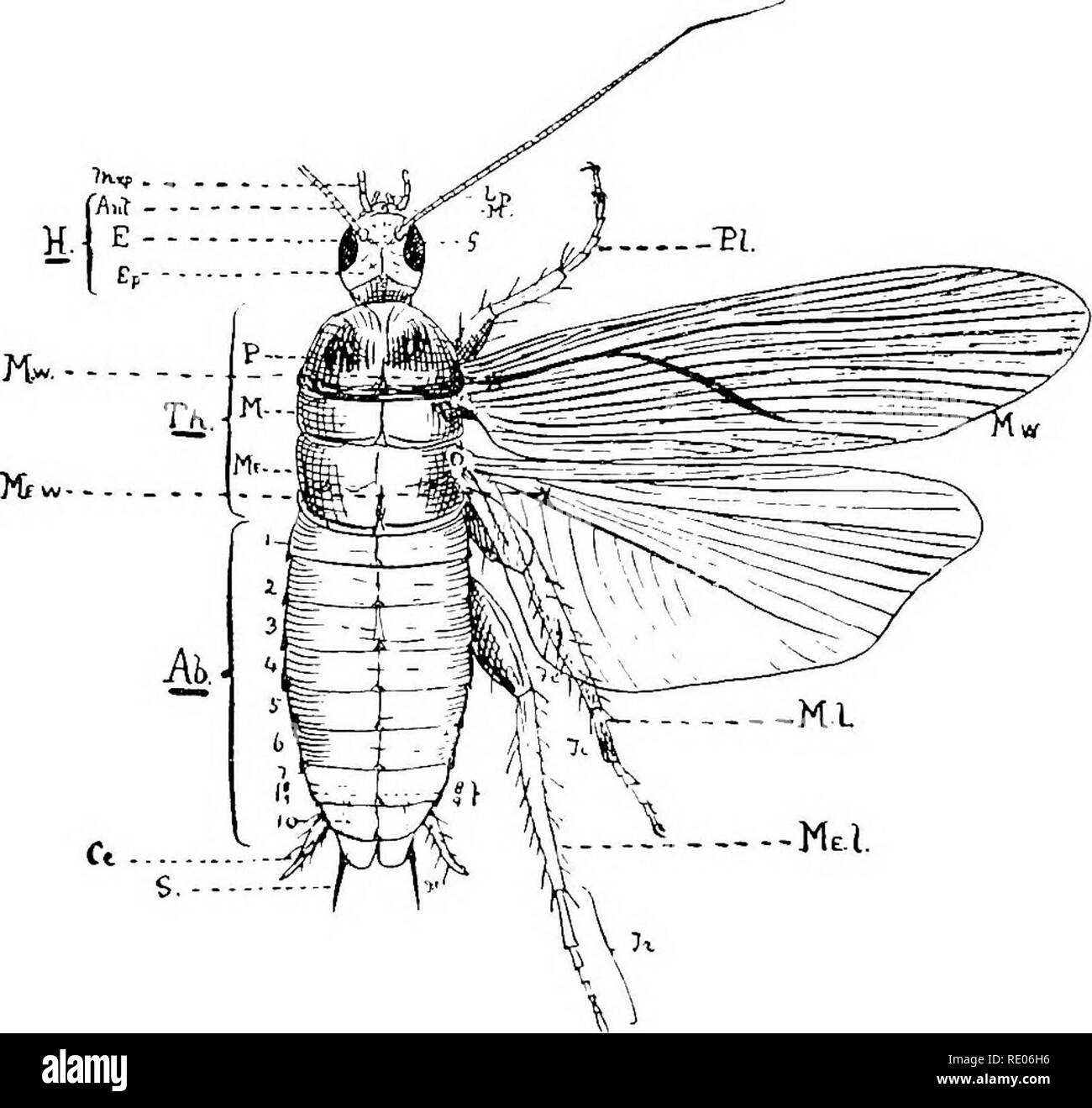 Ant head anatomy Black and White Stock Photos & Images - Alamy