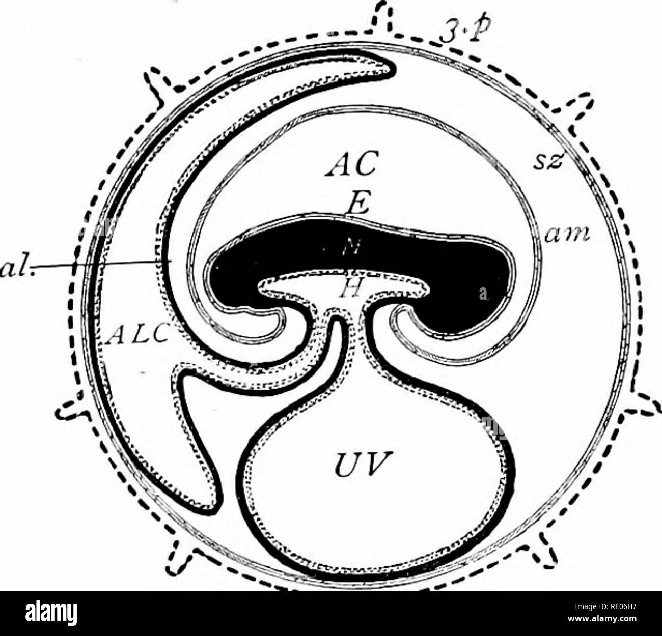 . Outlines of zoology. Zoology. DEVELOPMENT AND PLACENTATION. 653 The ...