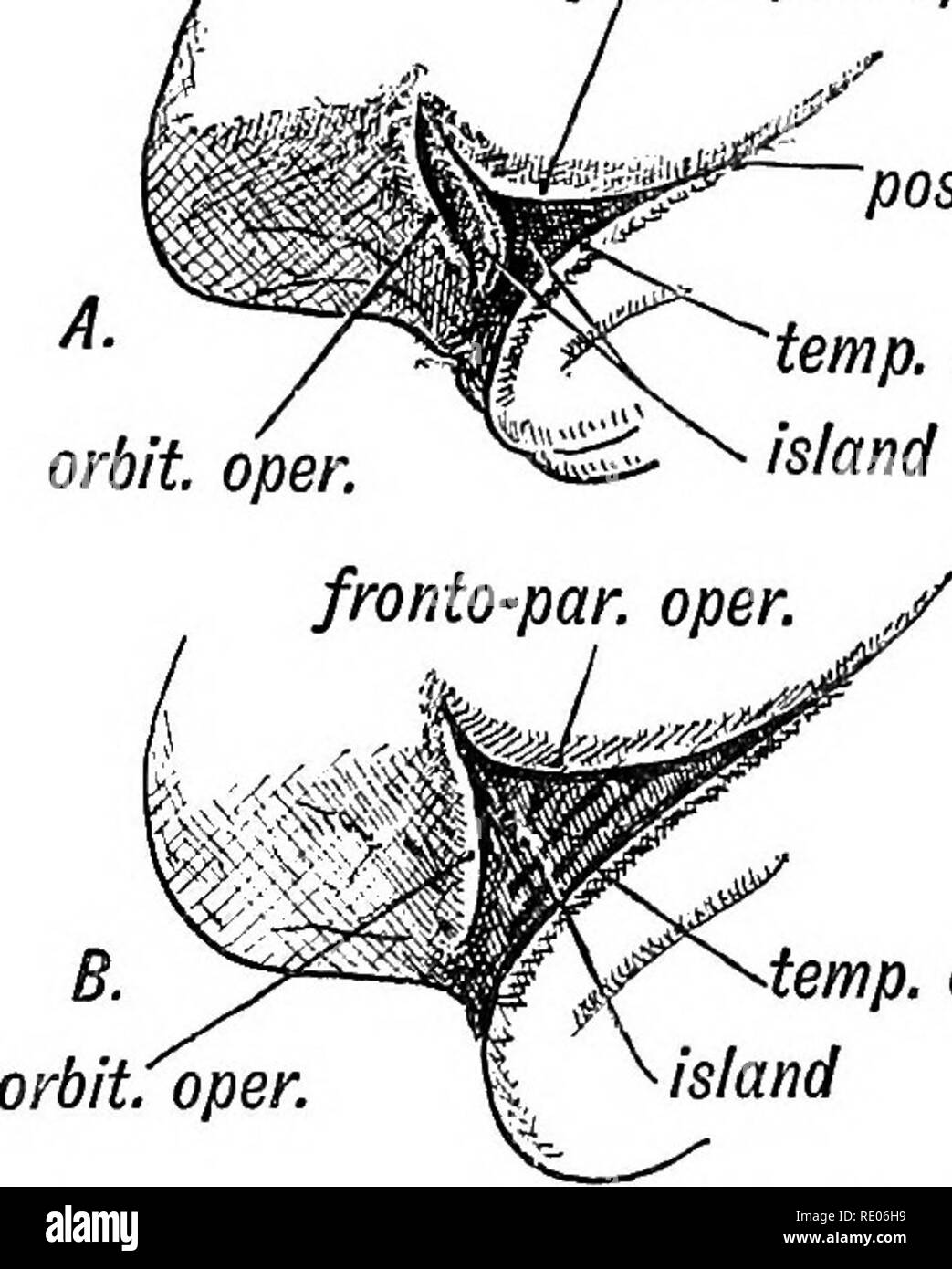 Anthropoids Black and White Stock Photos & Images - Alamy