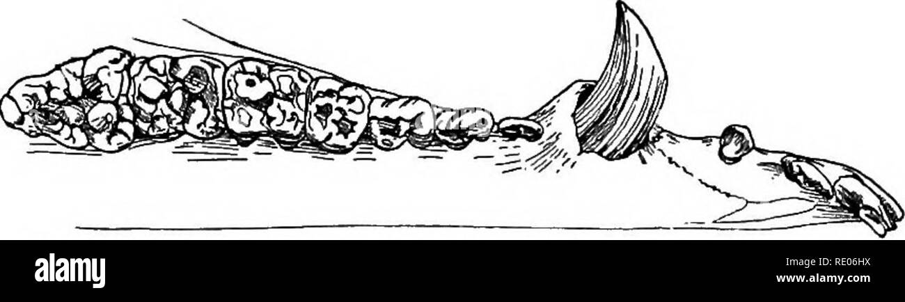 Hog jaw hi-res stock photography and images - Alamy