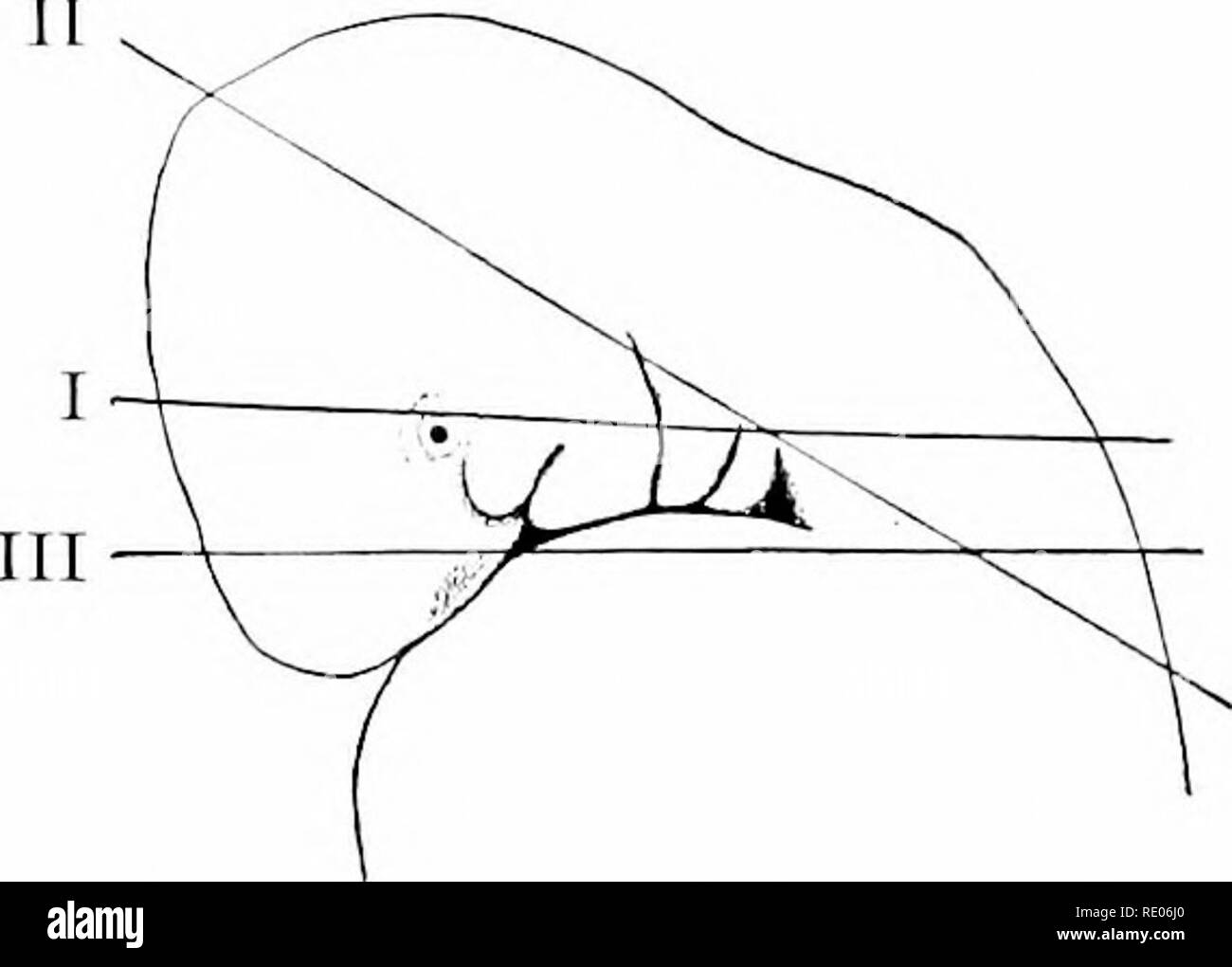 . A laboratory manual and text-book of embryology. Embryology. THE ...