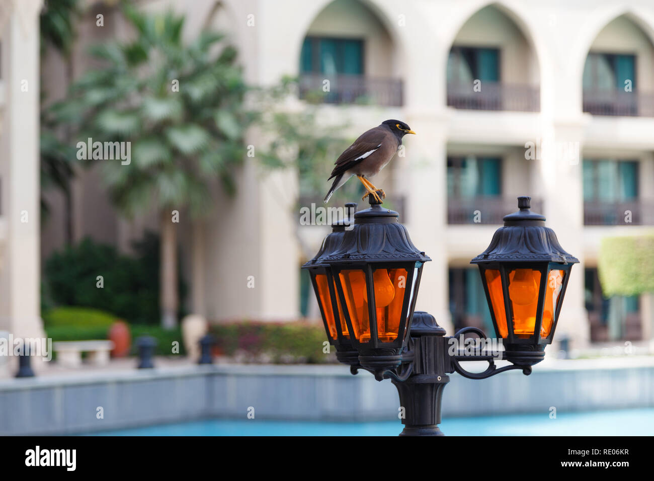 Afghan yellow-legged Starling Stock Photo - Alamy