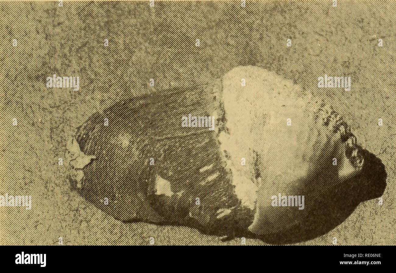 Penitella penita hi-res stock photography and images - Alamy