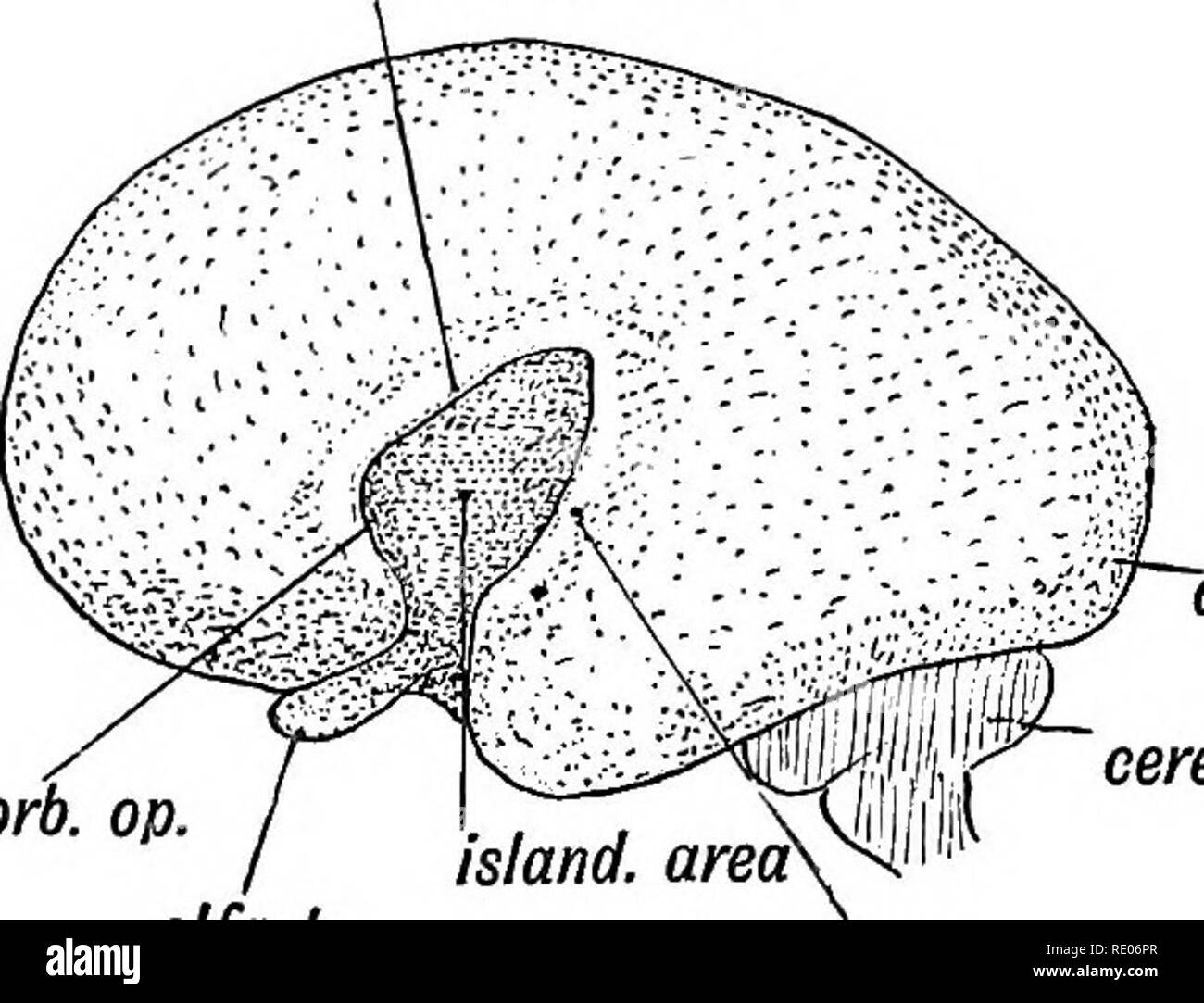 Cerebral mantle Black and White Stock Photos & Images - Alamy