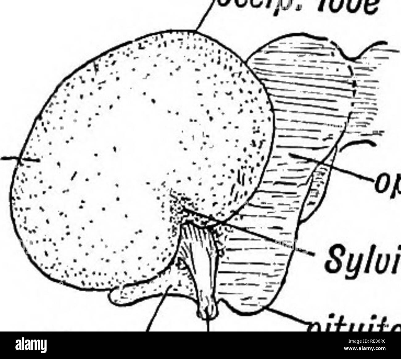 . Human embryology and morphology. Embryology, Human; Morphology. THE ...