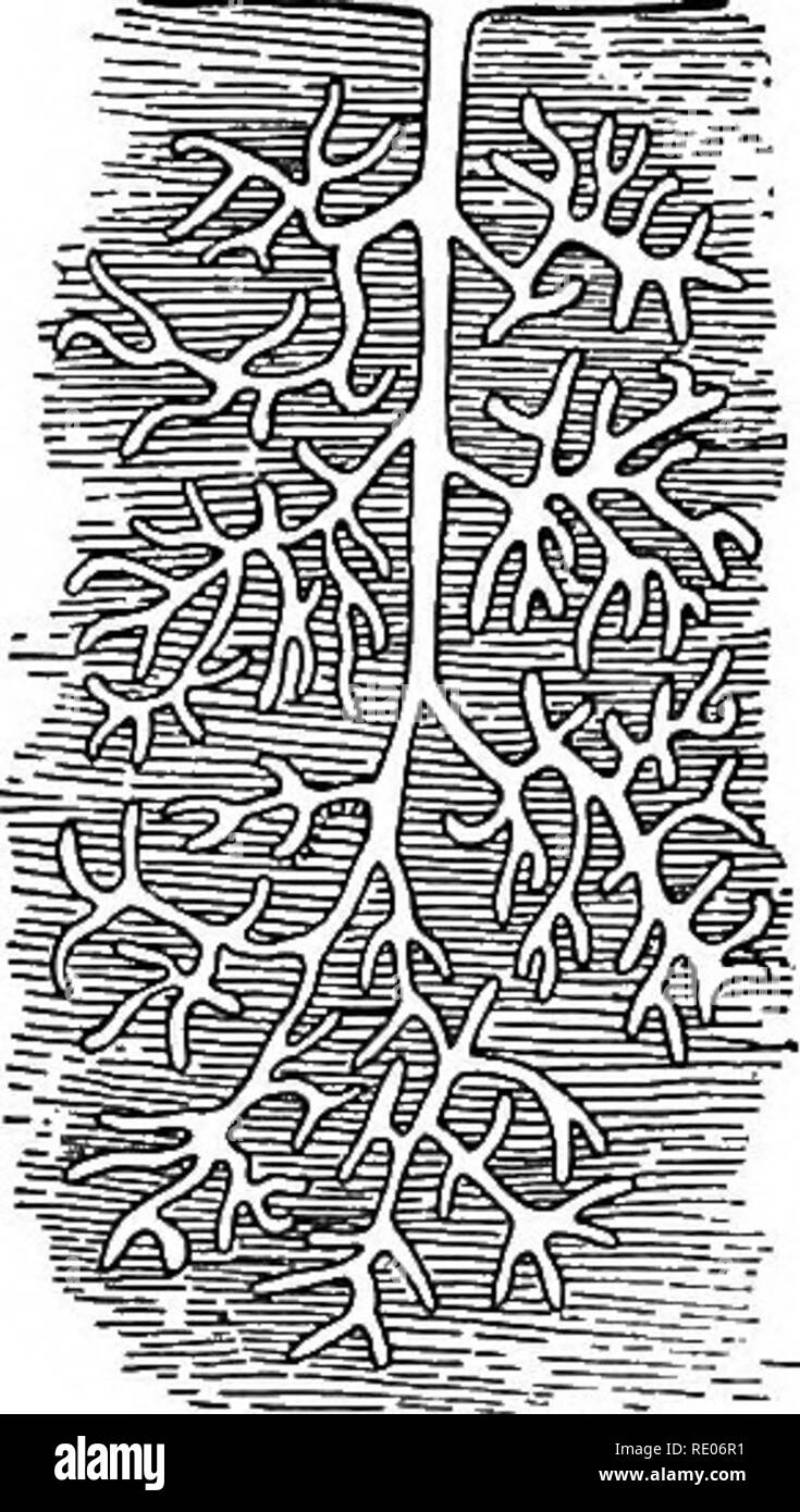 . Outlines of the comparative physiology and morphology of animals ...