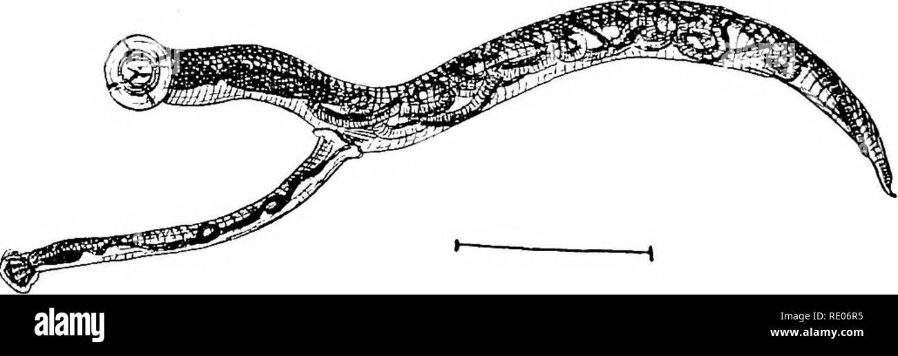 Syngamus Black and White Stock Photos & Images - Alamy