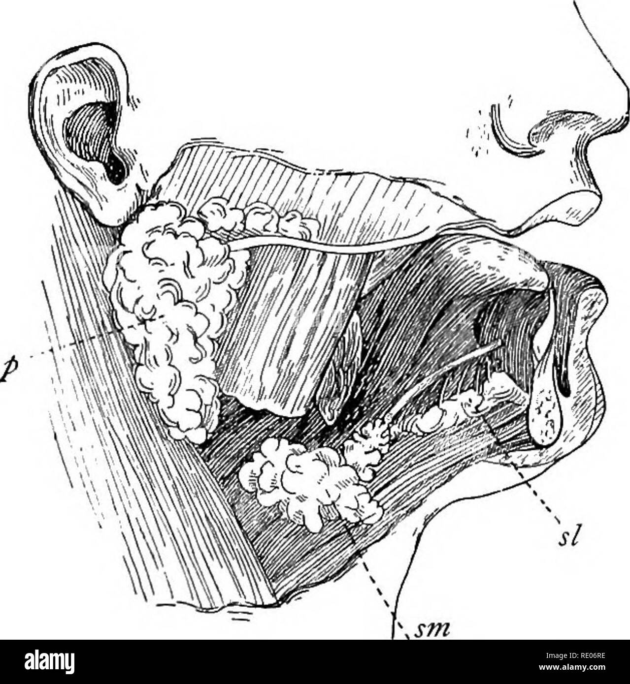 . Outlines of the comparative physiology and morphology of animals ...