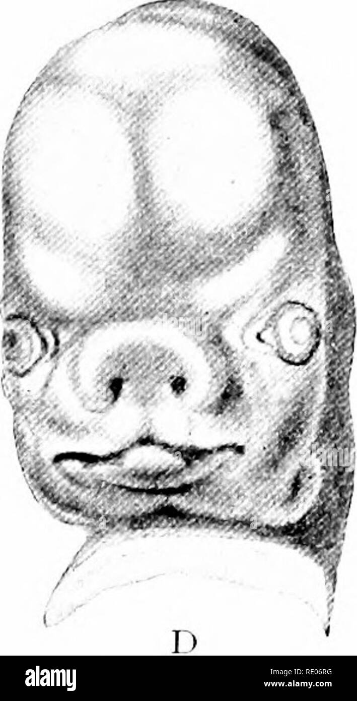 Four week embryo Black and White Stock Photos & Images - Alamy