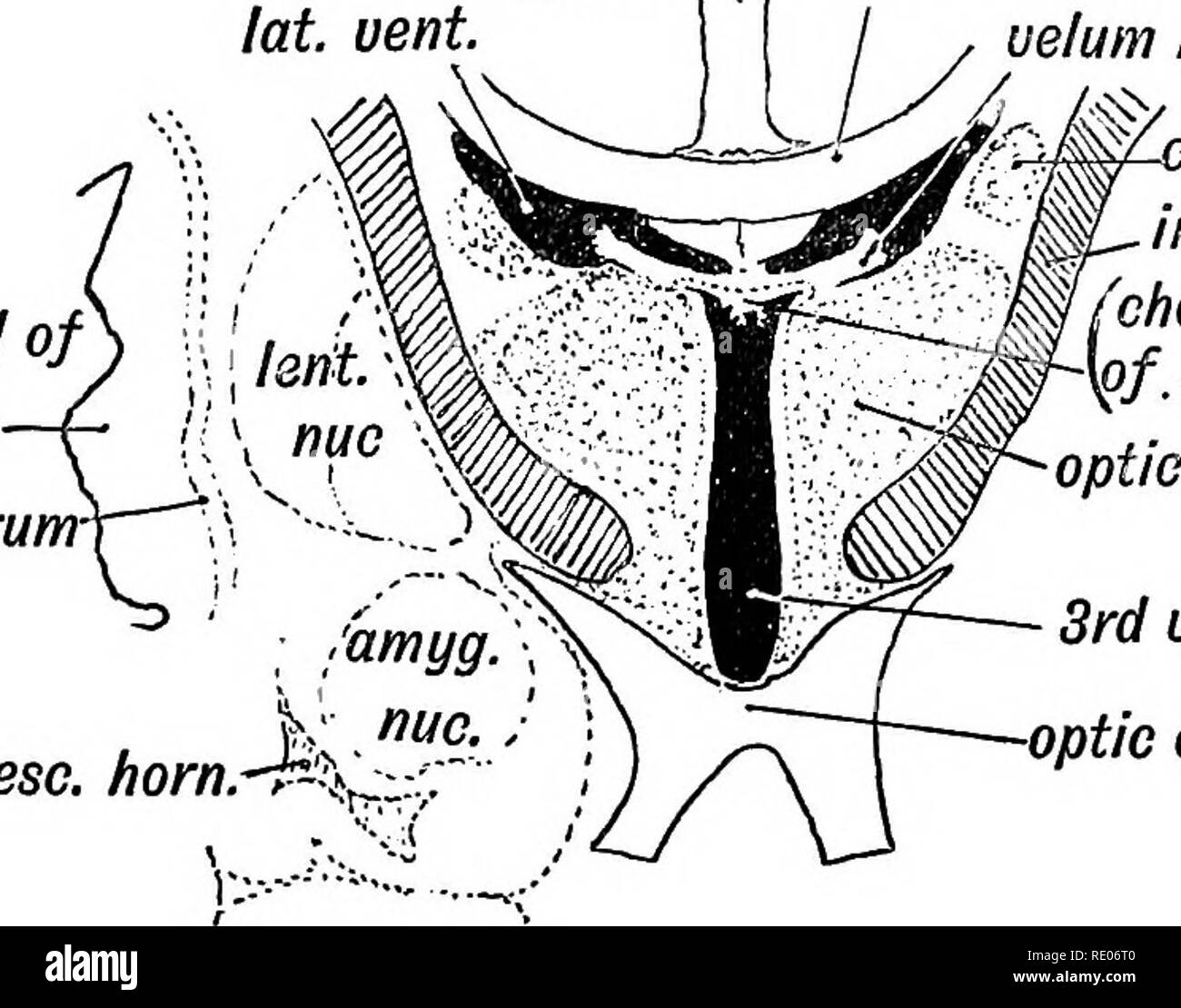 Lamina Terminalis