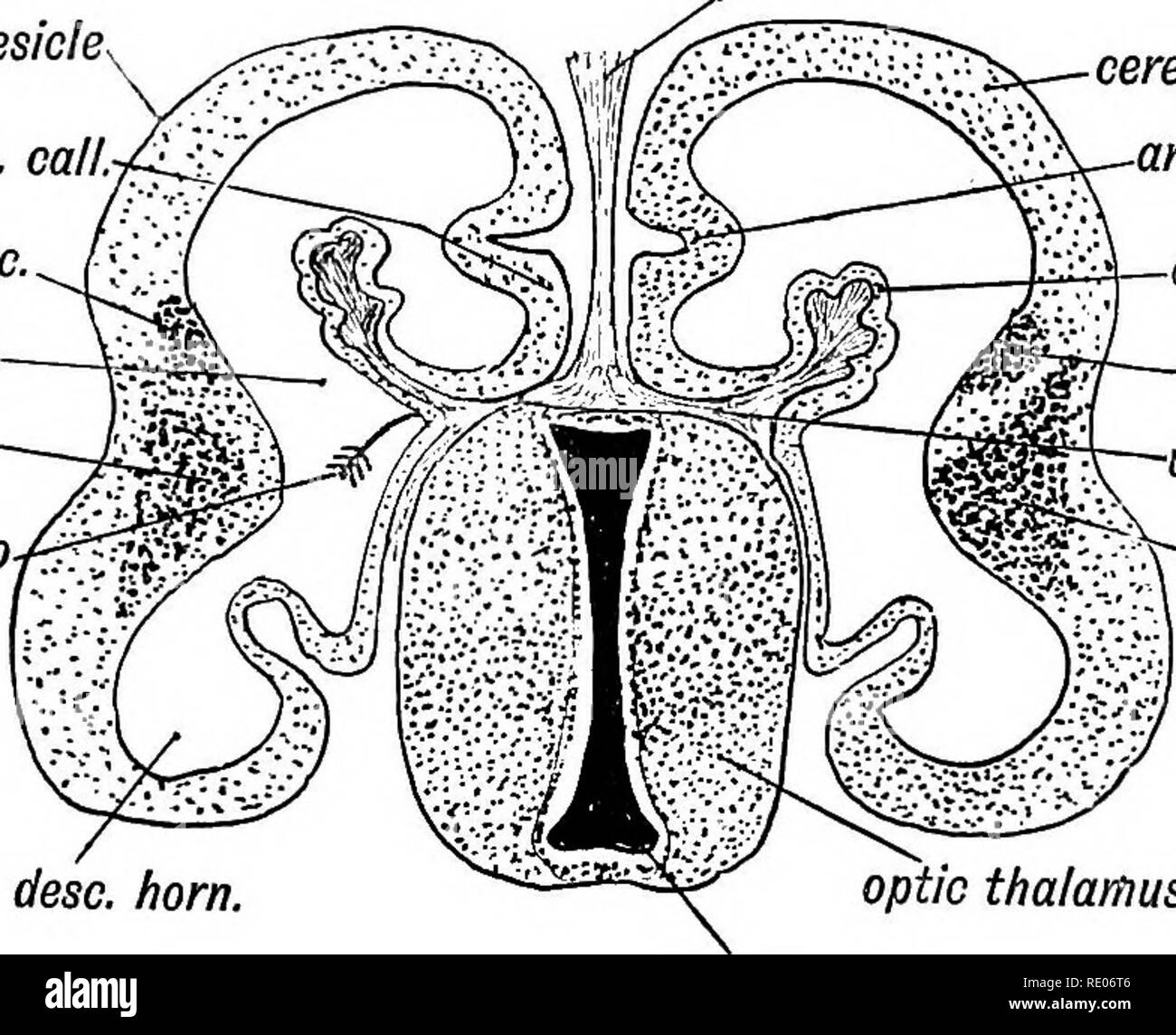Sphenoids Black and White Stock Photos & Images - Alamy