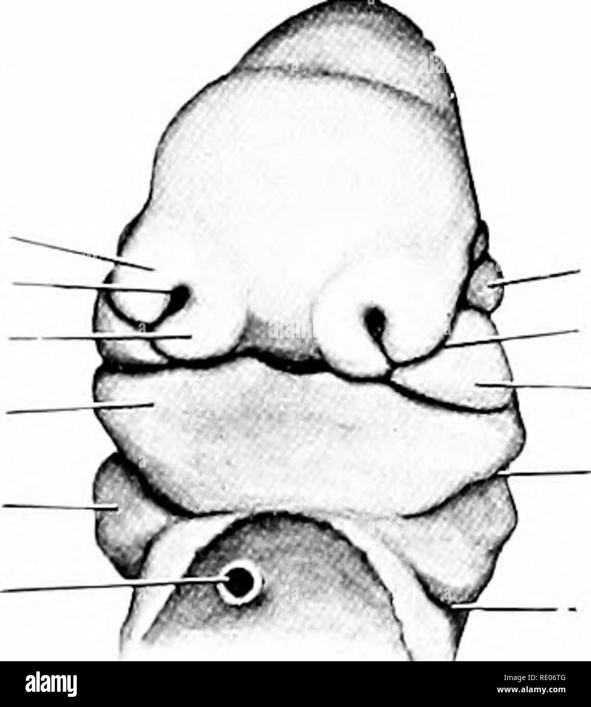 Pig embryos hi-res stock photography and images - Alamy