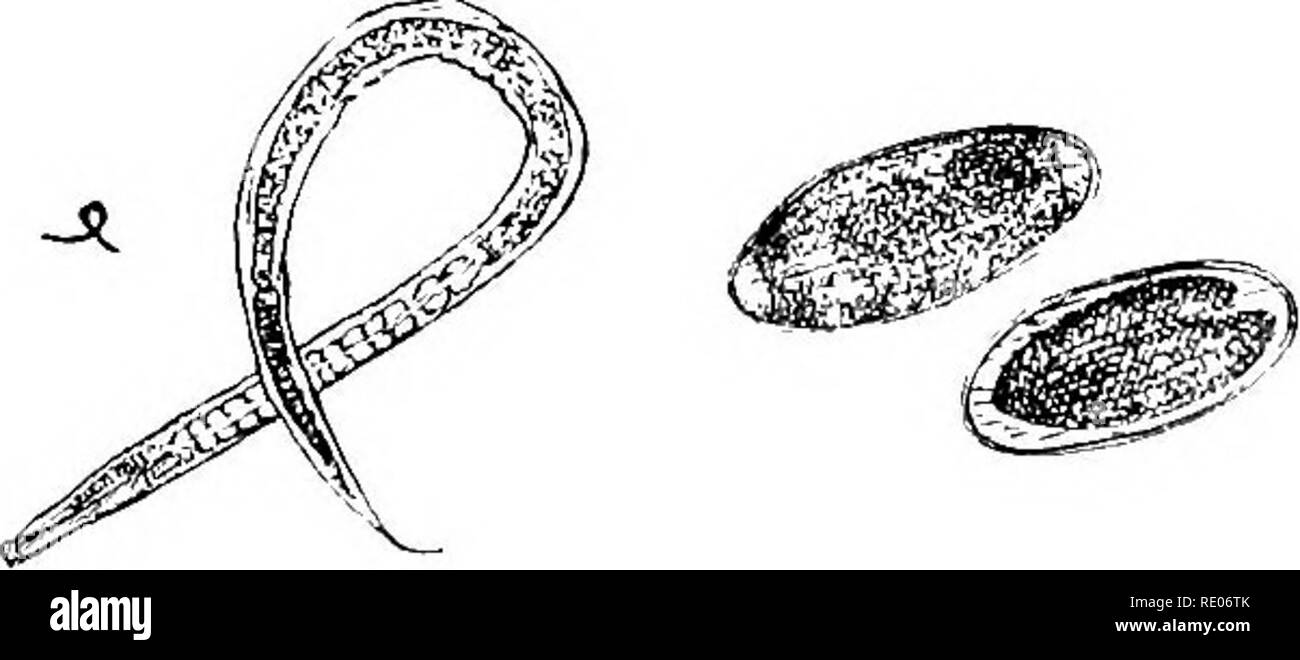 Whip like tail Black and White Stock Photos & Images - Alamy