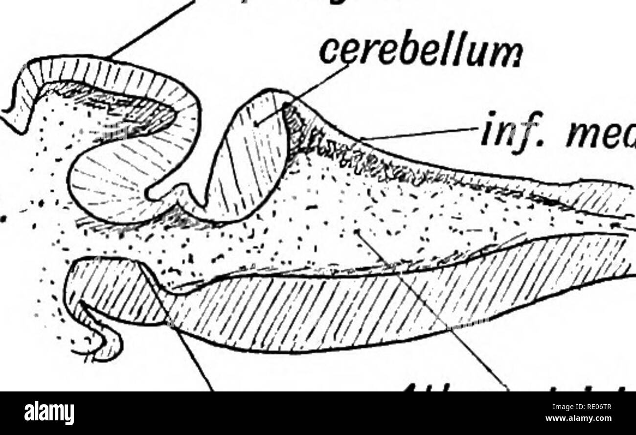 . Human embryology and morphology. Embryology, Human; Morphology. lot ...