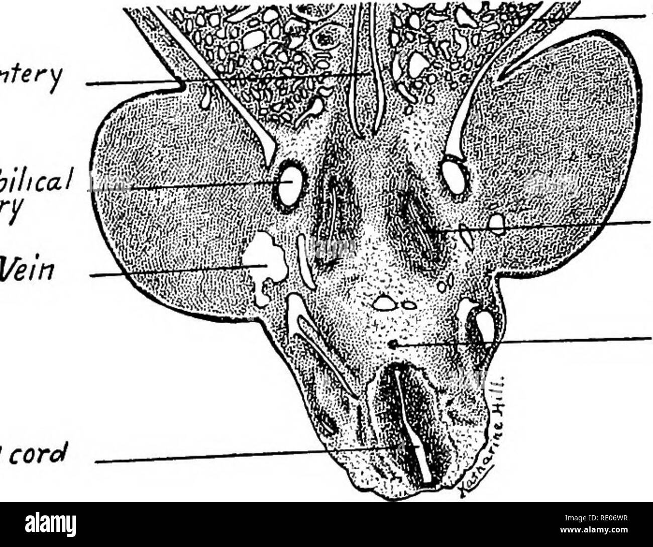 Pig Embryo Stock Photos & Pig Embryo Stock Images - Alamy