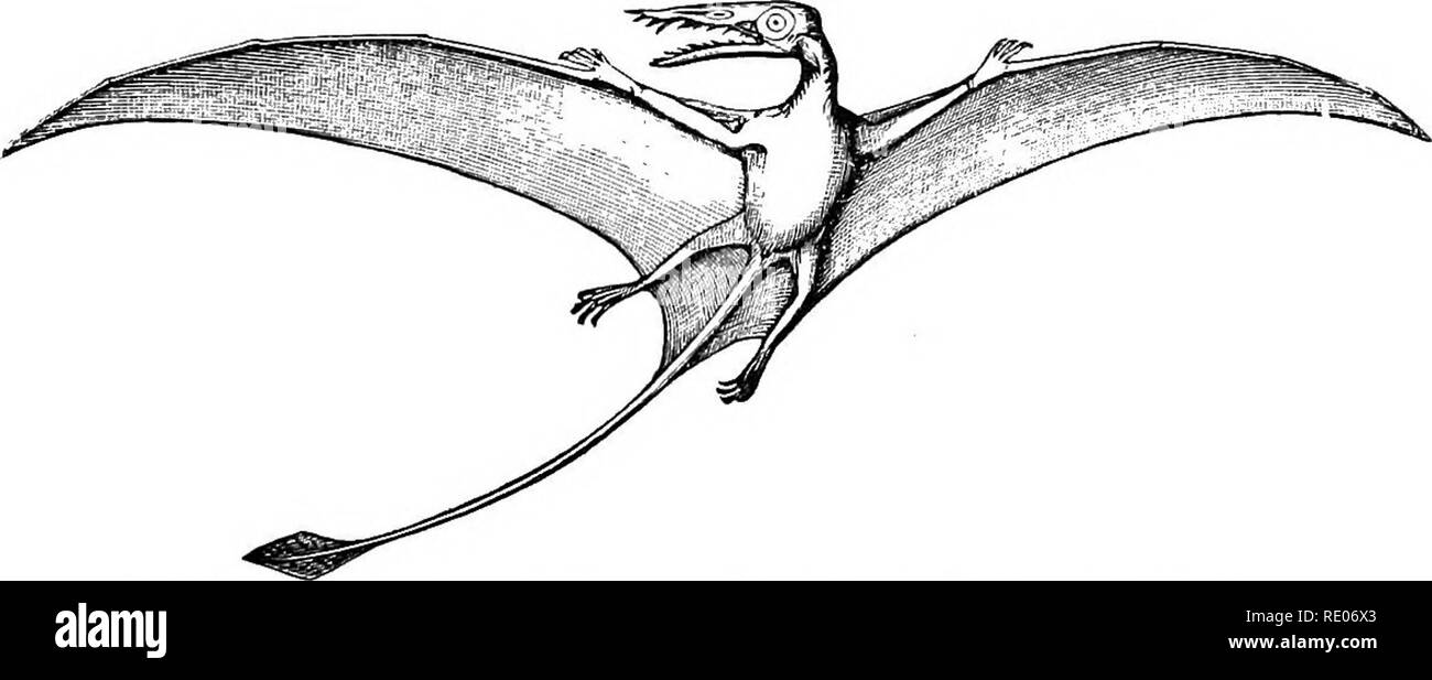 Foot Anatomy Term High Resolution Stock Photography and Images - Alamy