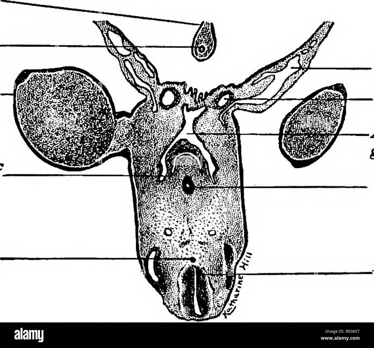 . A laboratory manual and text-book of embryology. Embryology ...