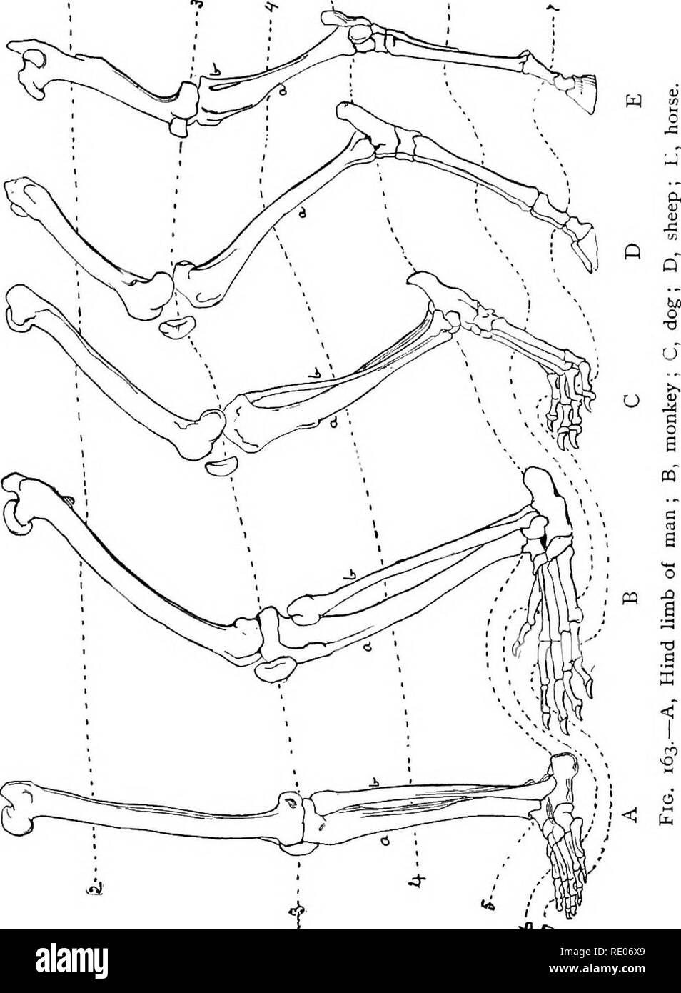 . Outlines of the comparative physiology and morphology of animals ...