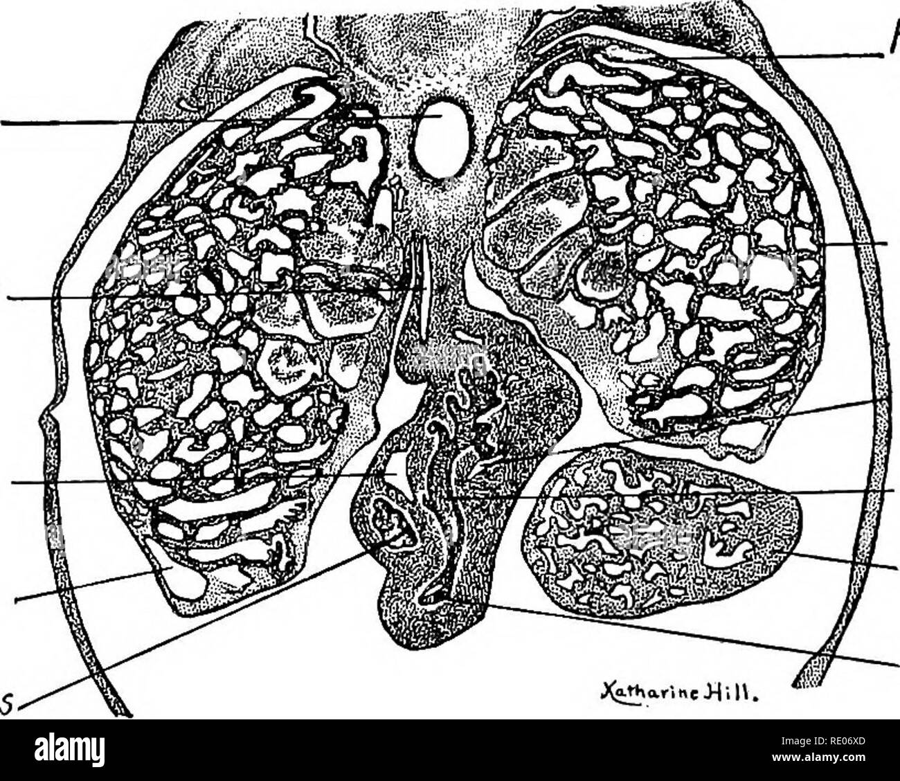 . A laboratory manual and text-book of embryology. Embryology. 142 THE ...