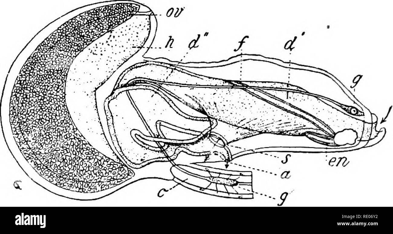 . A text-book of invertebrate morphology. Invertebrates. 626 ...