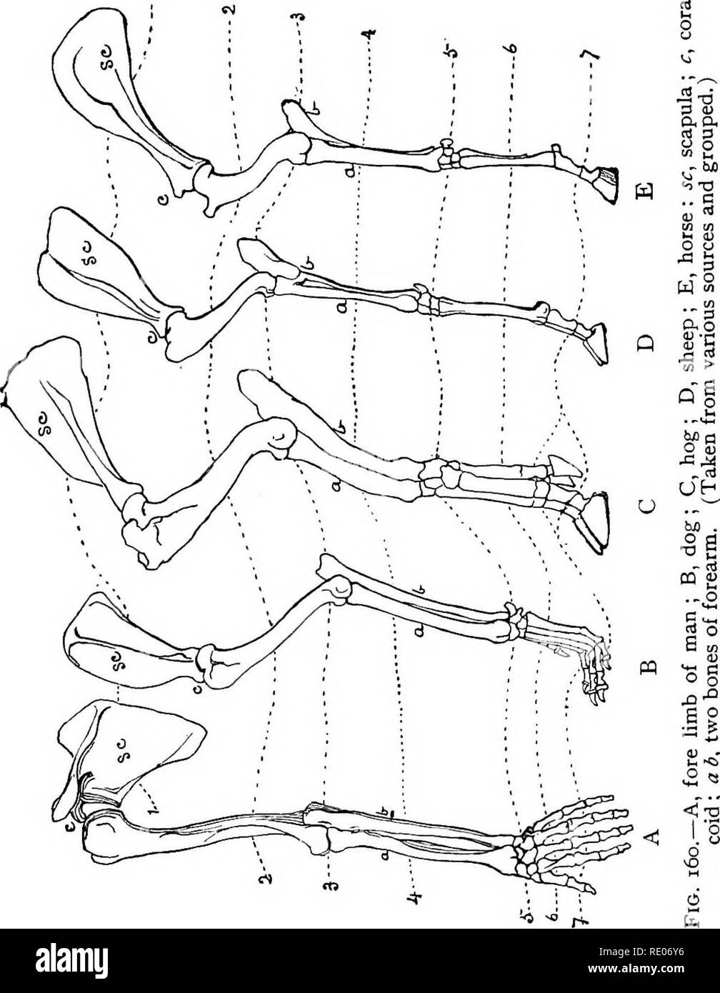. Outlines of the comparative physiology and morphology of animals ...