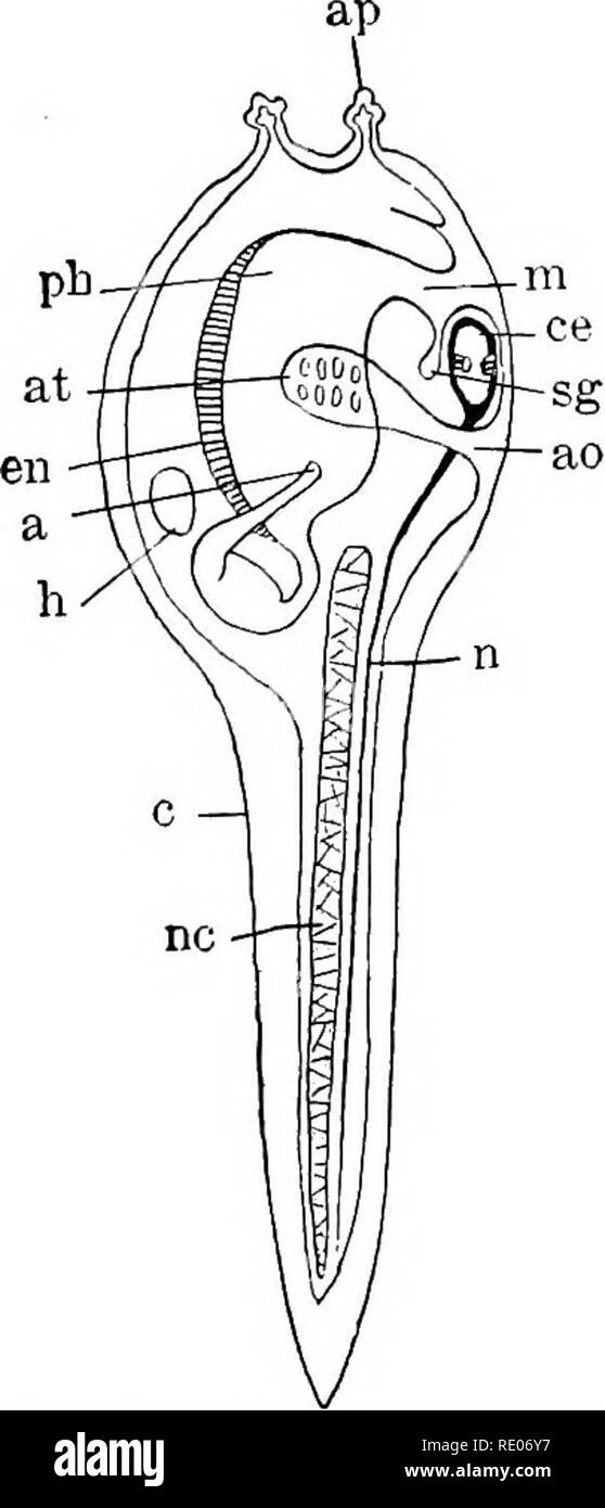 Ascidians Black and White Stock Photos & Images - Alamy