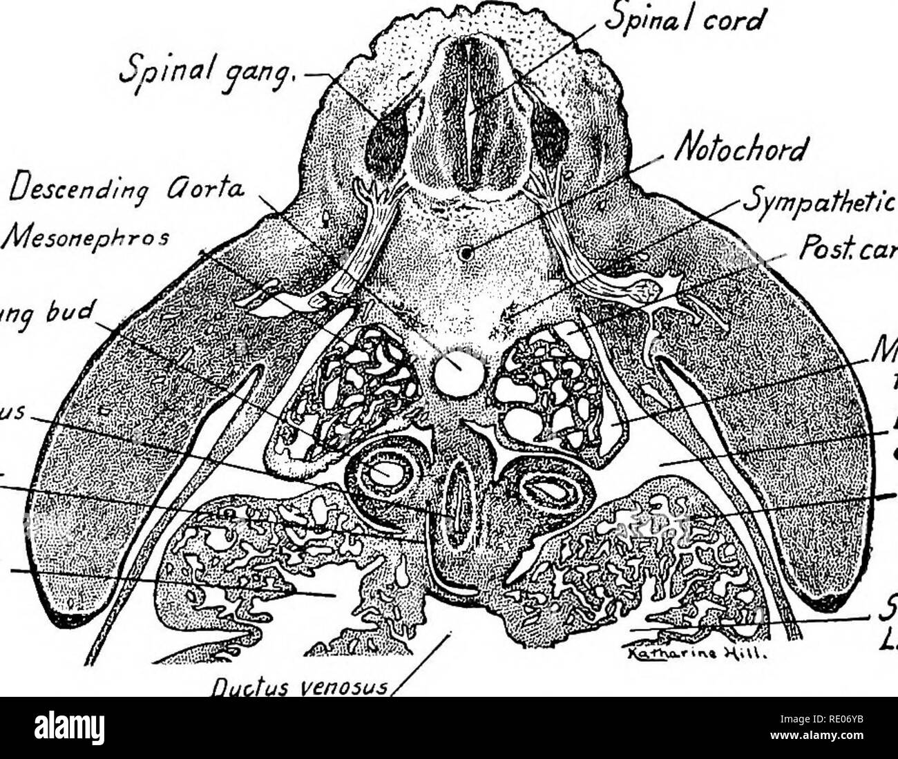 . A laboratory manual and text-book of embryology. Embryology. 140 THE ...