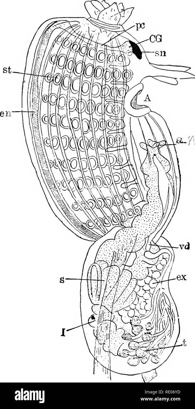 Atrial siphon hi-res stock photography and images - Alamy