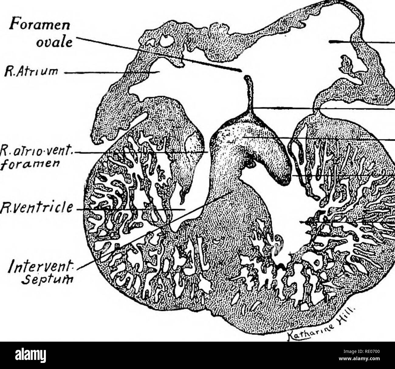 . A laboratory manual and text-book of embryology. Embryology. Fig. 129 ...