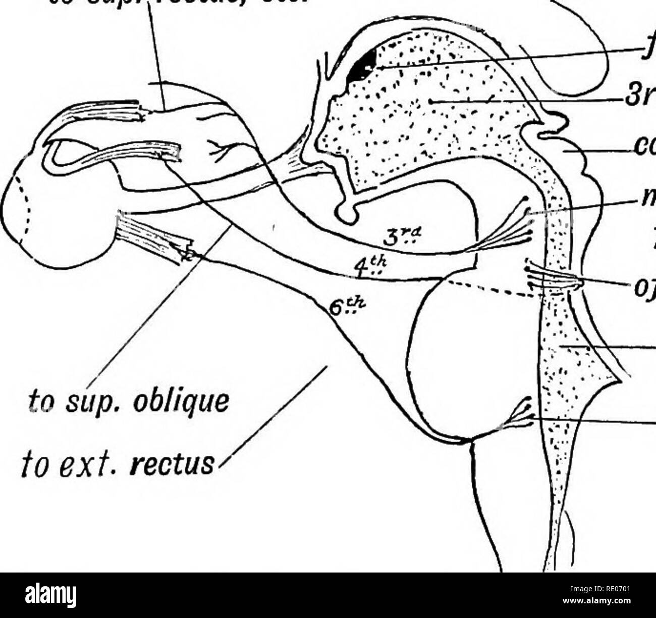 Sphincter muscles Black and White Stock Photos & Images - Alamy
