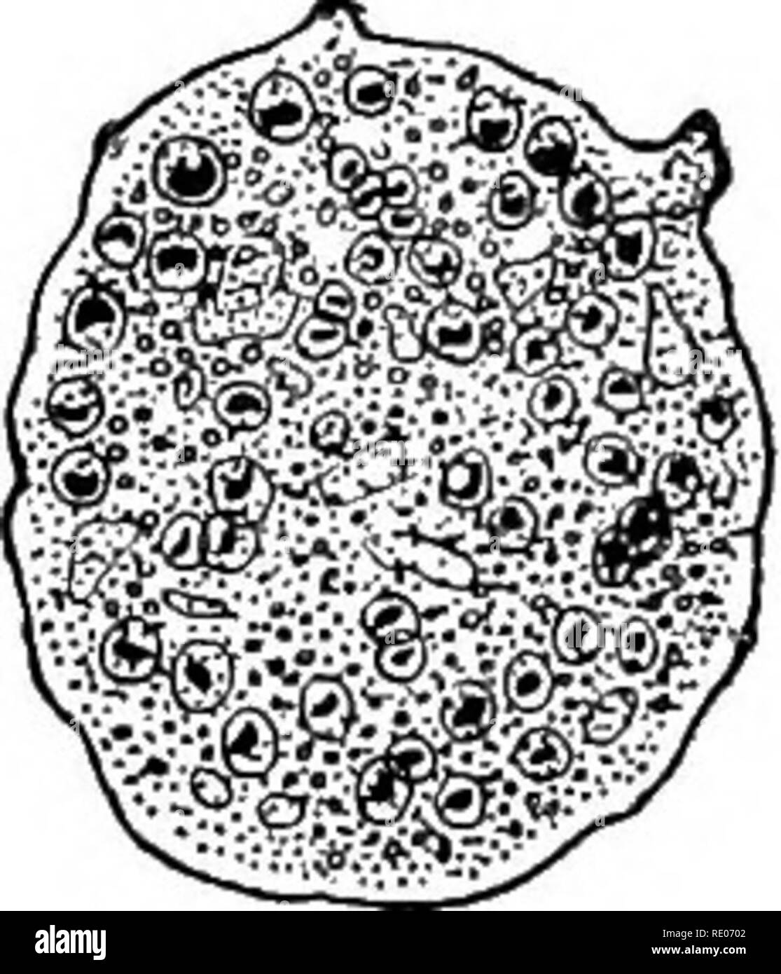 Amoeba amoeba proteus Black and White Stock Photos & Images - Alamy
